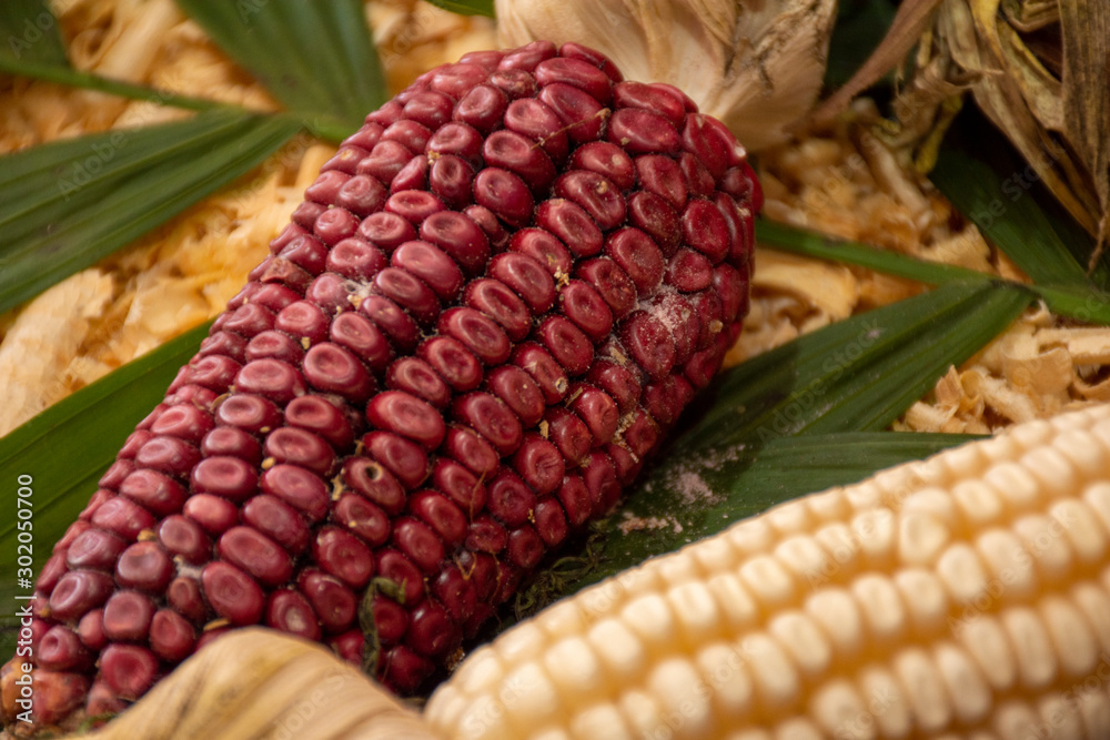 Mazorca de maíz rojo y blanco, base de la alimentación en México ...