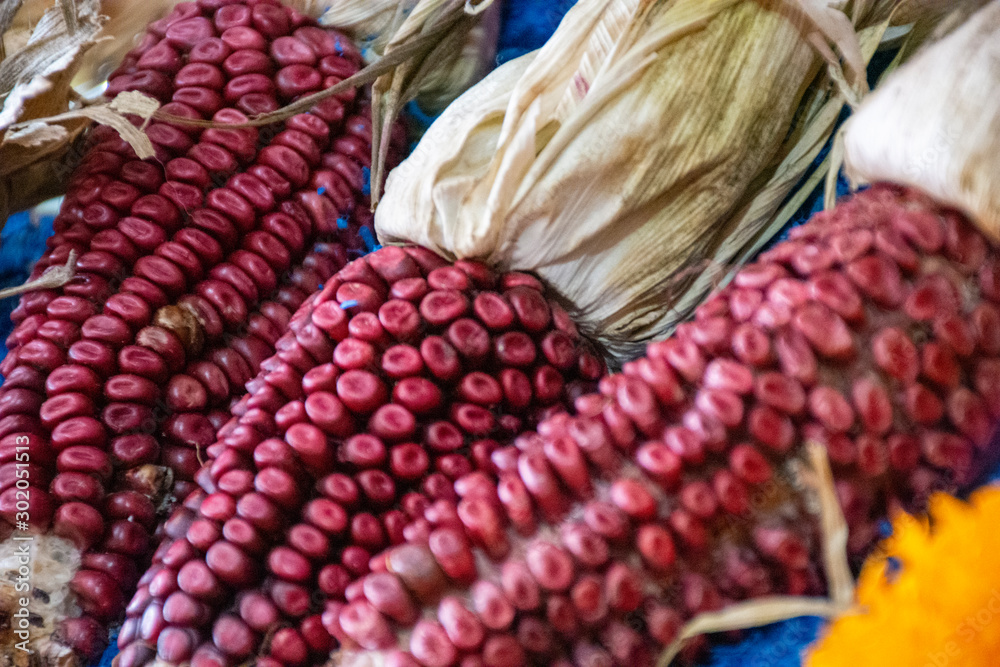 Mazorca de maíz rojo y blanco, base de la alimentación en México Stock ...