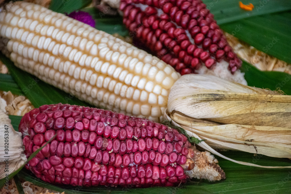 Mazorca de maíz rojo y blanco, base de la alimentación en México Stock ...