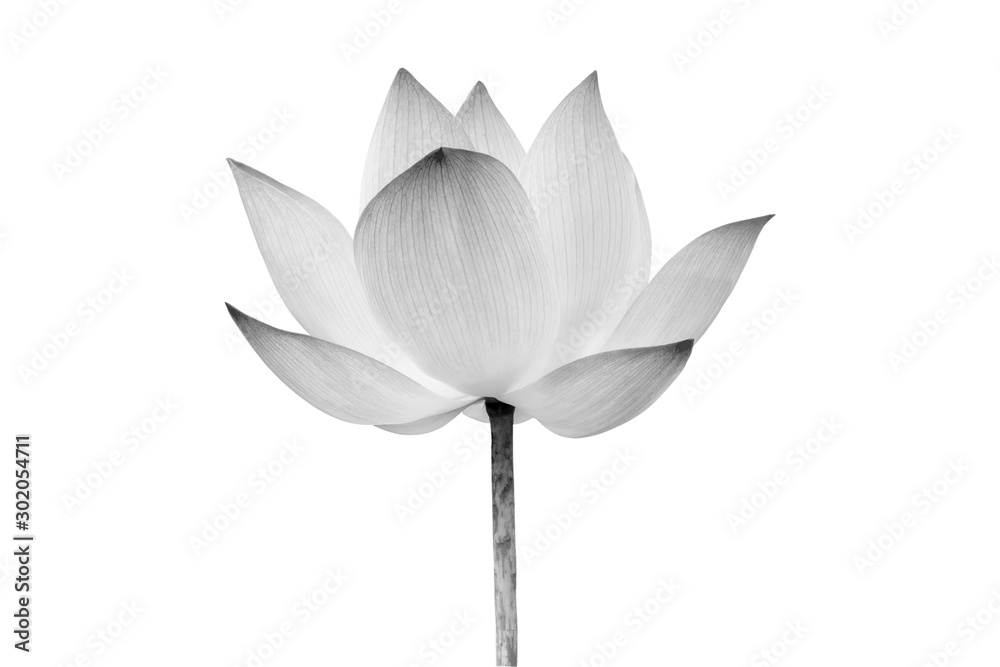 Black And White Lotus Photography