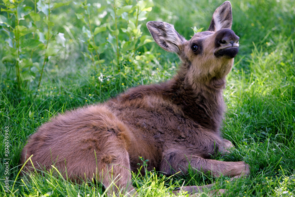 Cute Baby Moose