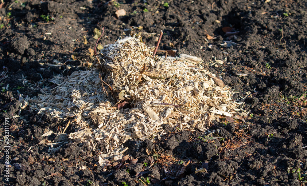 Plants are covered with sawdust, from frost. Stock Photo | Adobe Stock