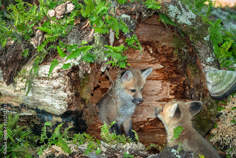 A baby red fox sits inside a hollowed out log and looks to have a ...