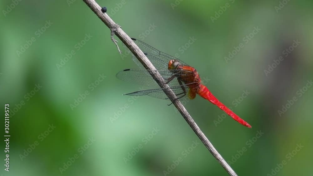 Spine-tufted skimmer or Orthetrum chrysis is also called the Brown ...