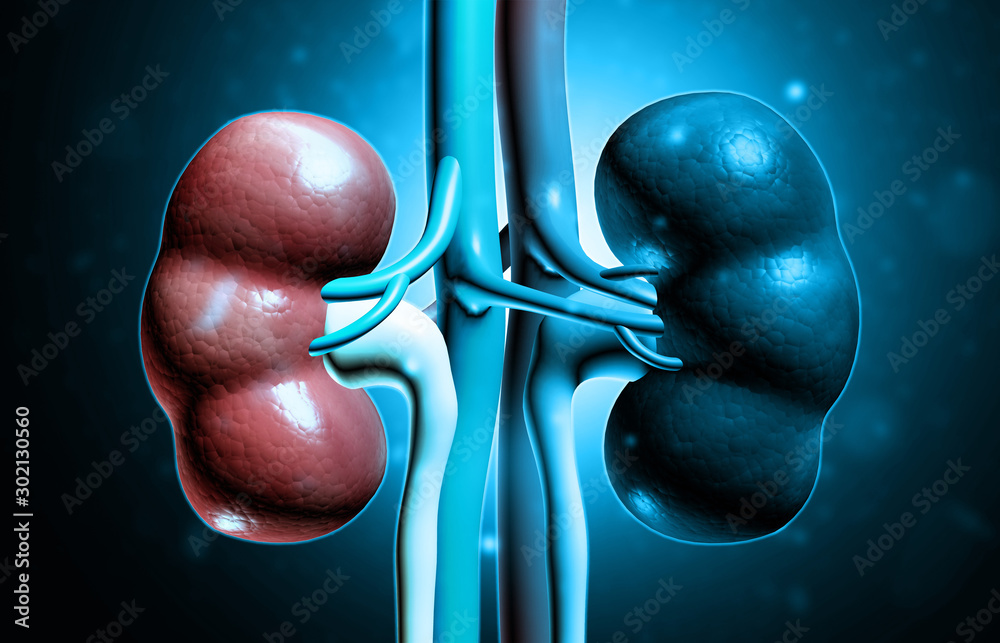 Human kidney anatomy on science background. 3d illustration . Stock-Illustration | Adobe Stock