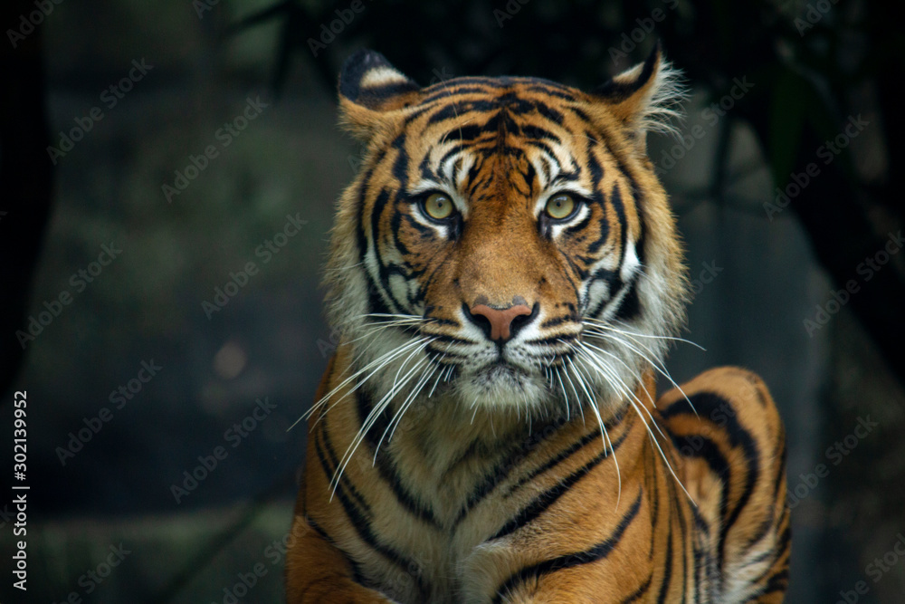 Proud Sumatran Tiger laying down and looking straight at the camera 2 ...