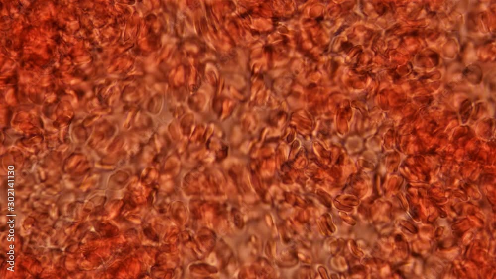 Blood under the microscope, the rapid movement of red blood cells in ...