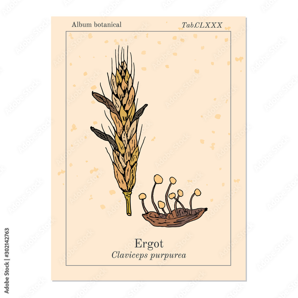 Ergot fungi Claviceps purpurea , medicinal plant Stock Vector | Adobe Stock