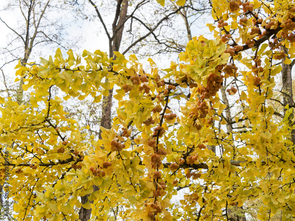 (Ginkgo biloba) Feuilles jaunâtre lumineuse et branches garnies d ...