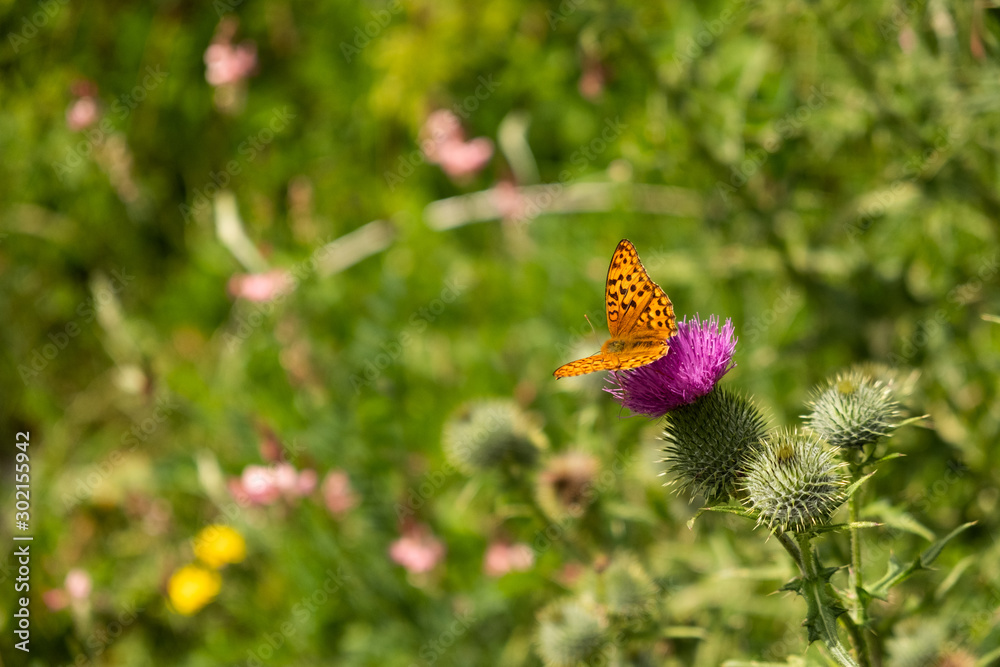 Papillon dans la nature Stock Photo | Adobe Stock