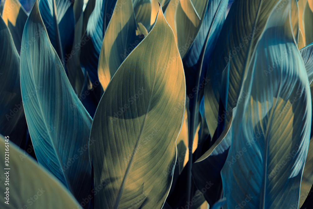 Fresh green leaves with natural background, with beautiful smooth ...