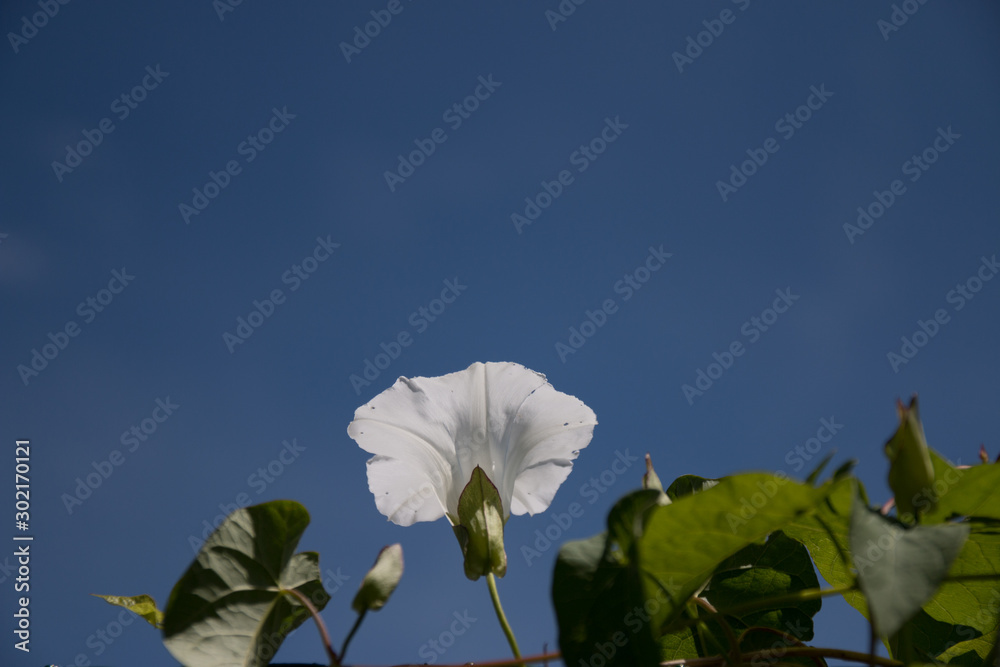 fleur de liseron Stock Photo | Adobe Stock