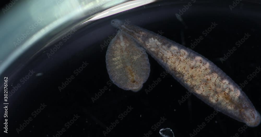 Leeches are segmented worms that belong to the phylum Annelida and ...