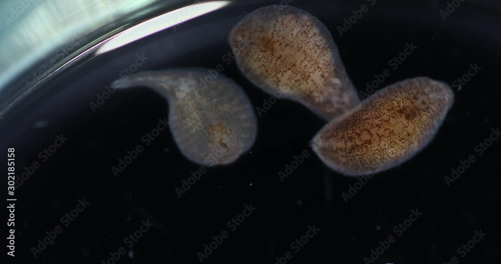 Leeches are segmented worms that belong to the phylum Annelida and ...