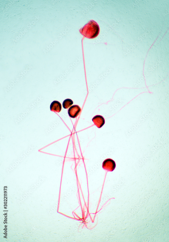 Adult form of the fungus, rhizobium under microscope Stock Photo ...