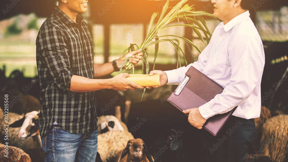 Veterinarians advise farmers to raise sheep and goats; Caring and ...