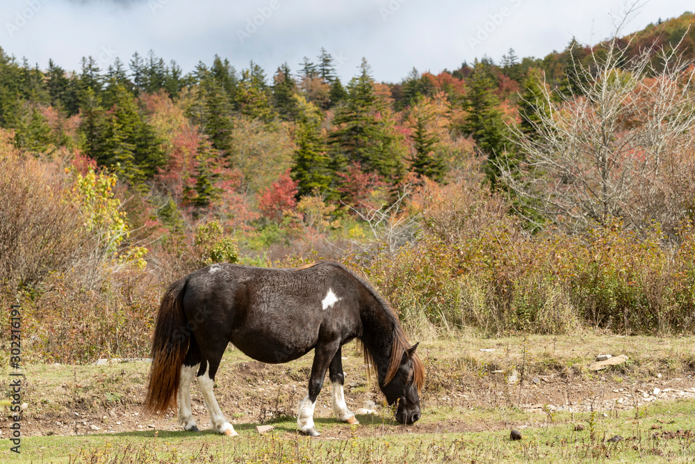 Beautiful Wild Pony of Virginia's Grayson Highlands State Park Stock ...