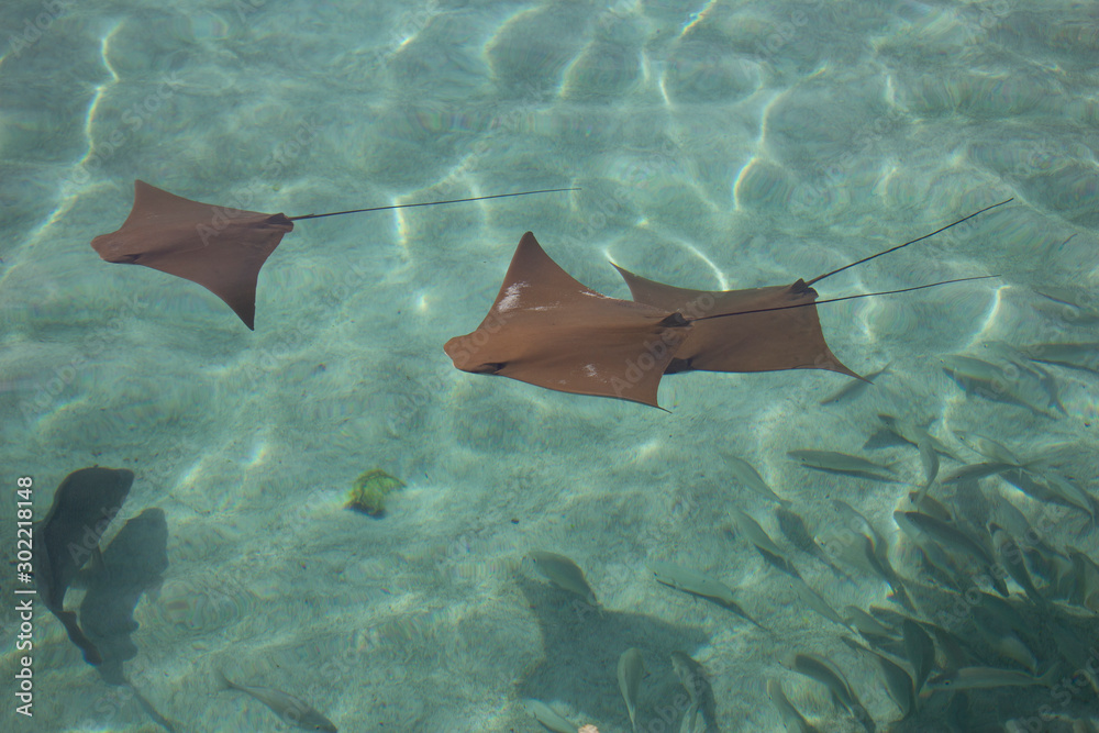 Atlantic Ocean Sting Ray swimming in Shallow Water Stock Photo | Adobe ...