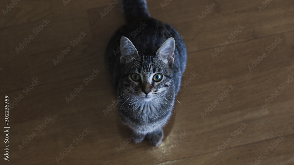 gato europeo mirando hacia arriba plano cenital Stock Photo | Adobe Stock