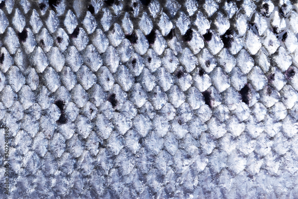 Pattern texture of salmon skin. Macro shot salmon skin surface texture ...