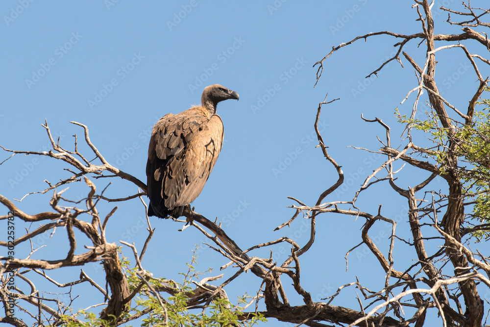 Foto de Vautour africain,.Gyps africanus, White backed Vulture, Parc ...