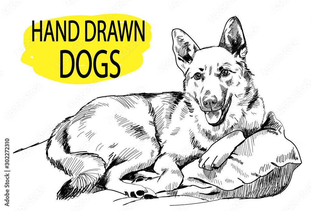Dog lying on pillows. Drawing by hand in vintage style. Stock Vector ...