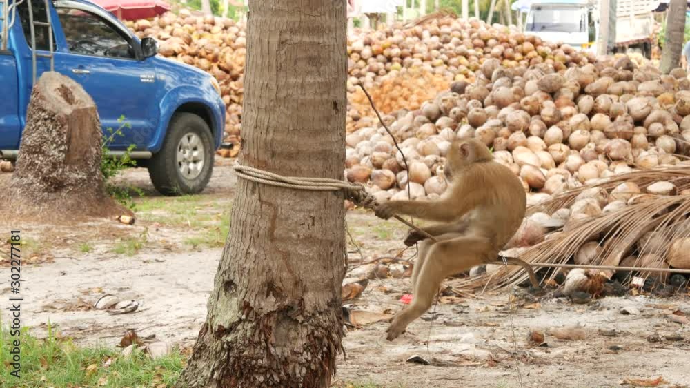 Cute monkey worker rests from coconut harvest collecting. The use of ...