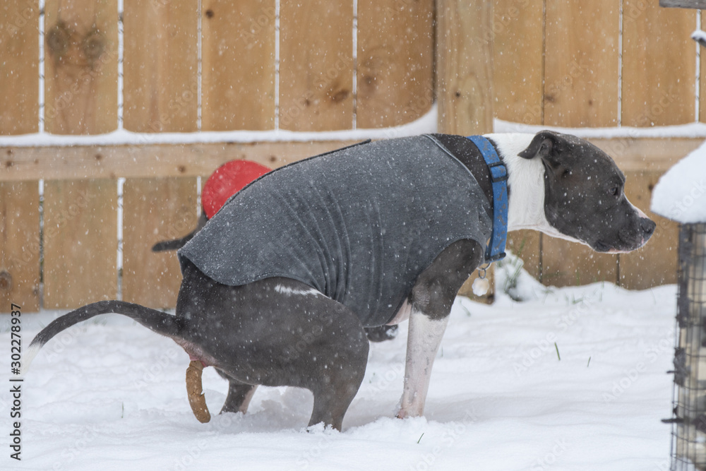 Why Do Dogs Cover Their Poop With Snow