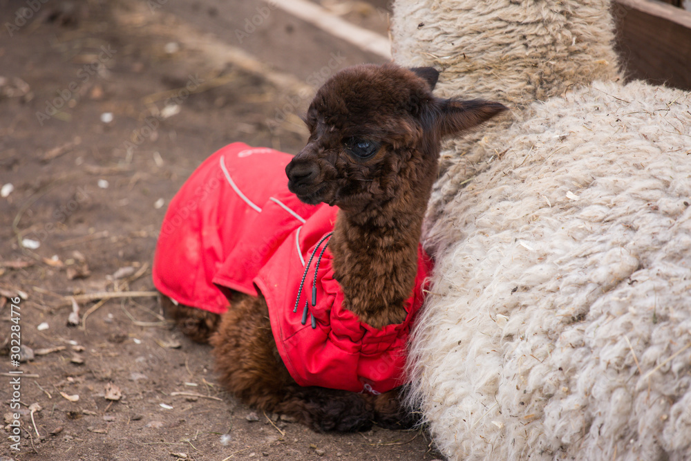 Fluffy Baby Alpaca