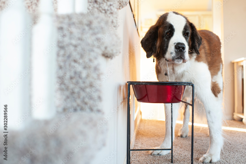 Large dog drooling standing in front of food bowl at home Stock Photo ...