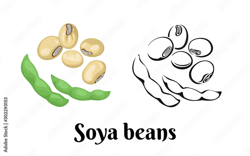 Vecteur Stock Soya beans isolated on white background. Vector color ...