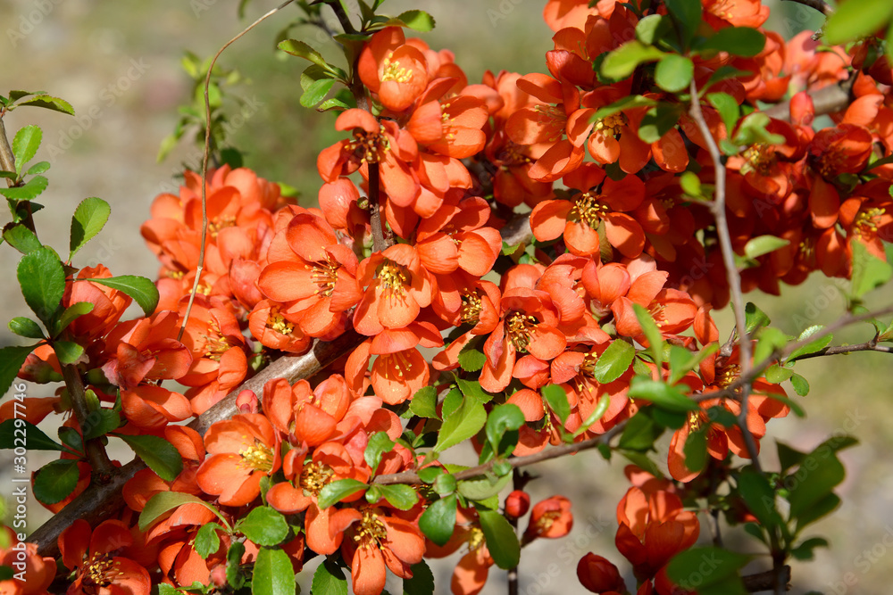 The Bright Flowers of the Aiva of Japan (Chaenomeles jaionica (Thunb ...