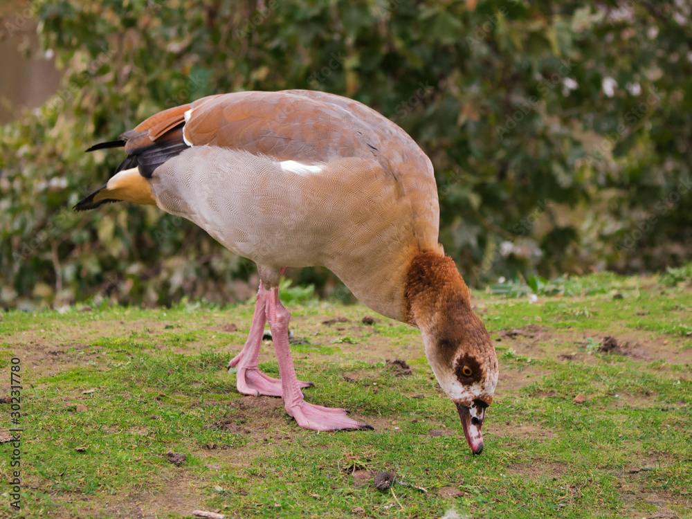 Egyptian goose duck park isolated standing closeup flagey brussels ...
