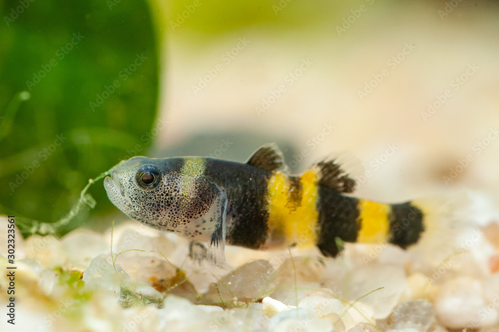 Bumblebee Gobies