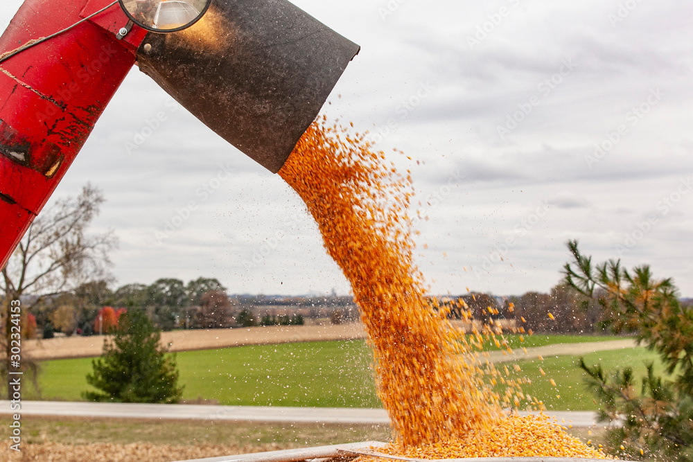 Corn kernals pouring from an auger into a truck. Stock Photo | Adobe Stock
