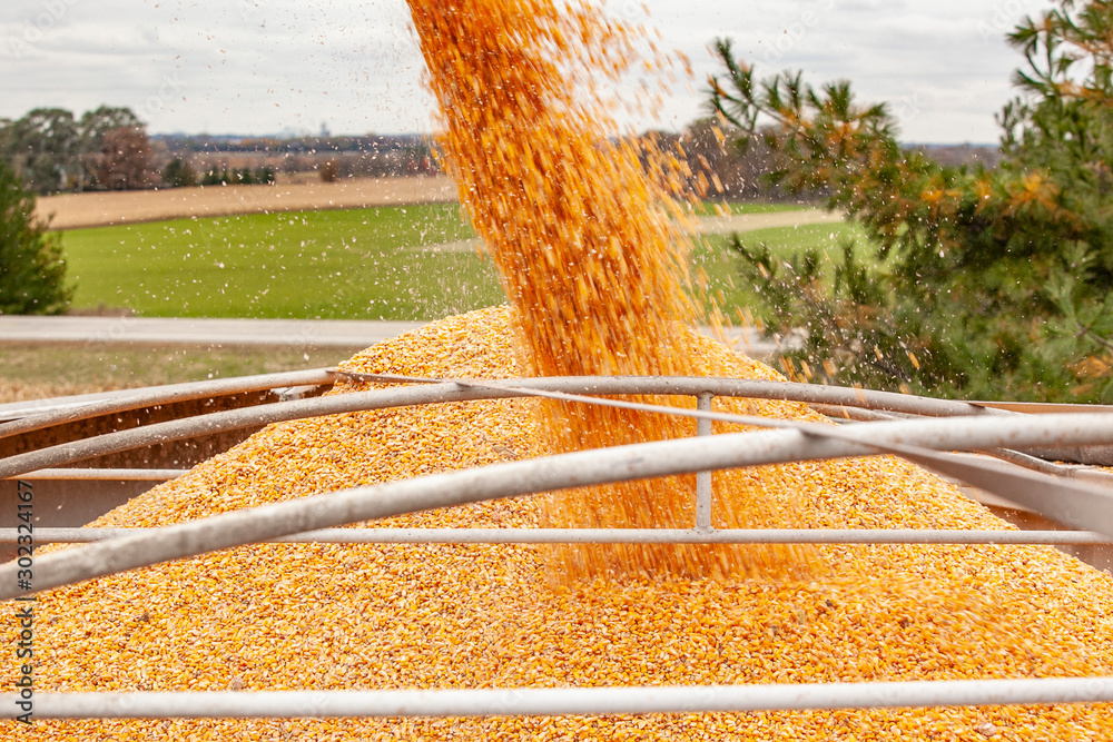 Golden corn kernals falling into a full truck. Stock Photo | Adobe Stock