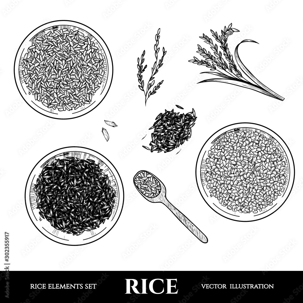 Vector rice hand drawn sketch . Sketch vector illustration. Vintage ...