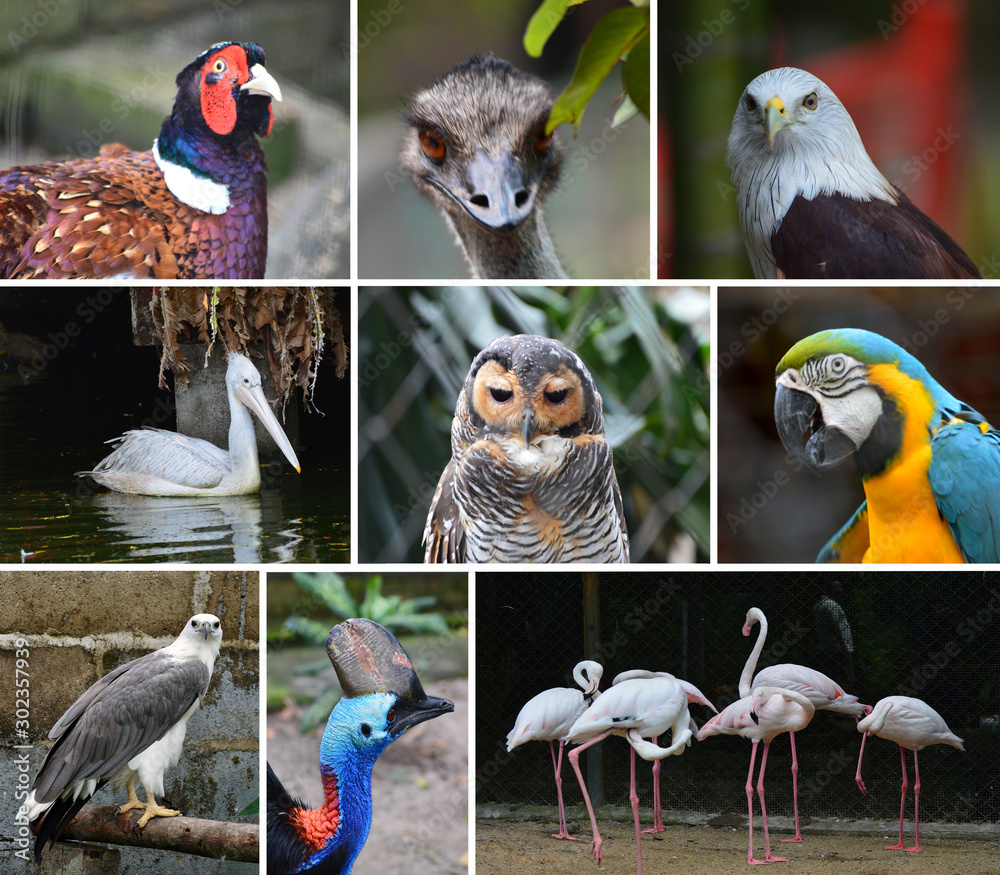Collage of birds of various species including eagle, parrot, owl ...
