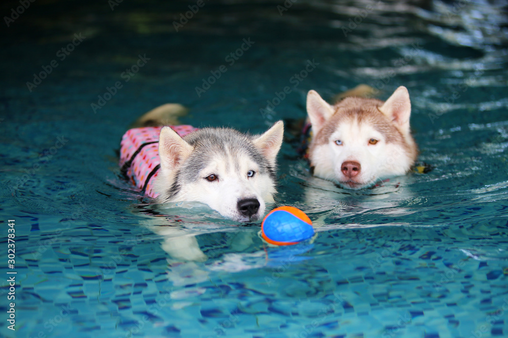 Do Huskies Like Swimming