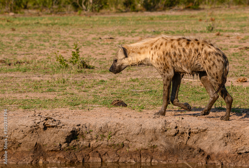 Spotted Hyena with his lower body wet and muddy from sitting in a small ...