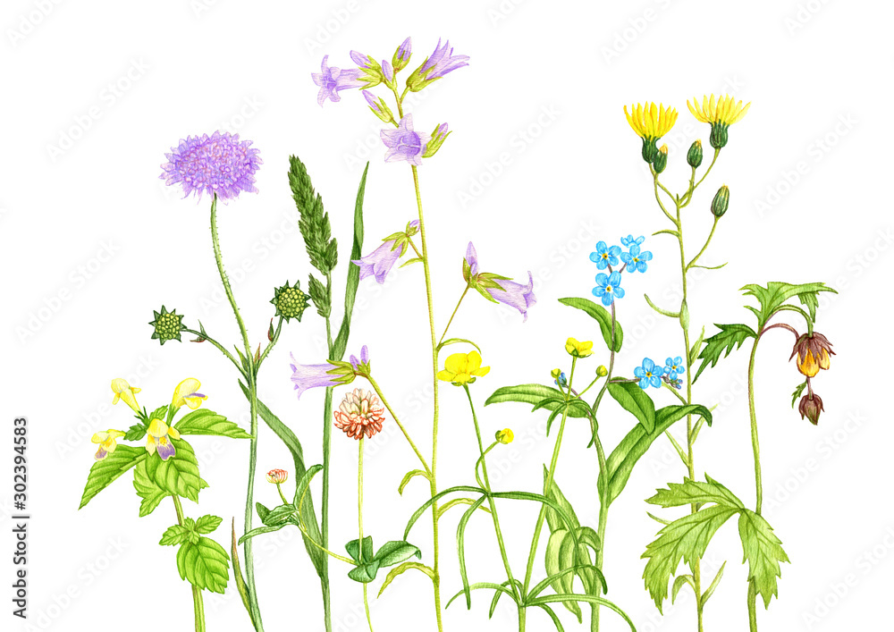 Colorful Wildflower Drawings