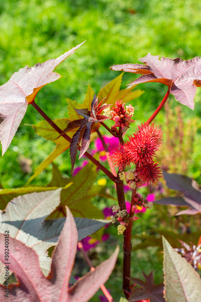 Ricinus communis of the Euphorbiaceae family bright red fruits and ...