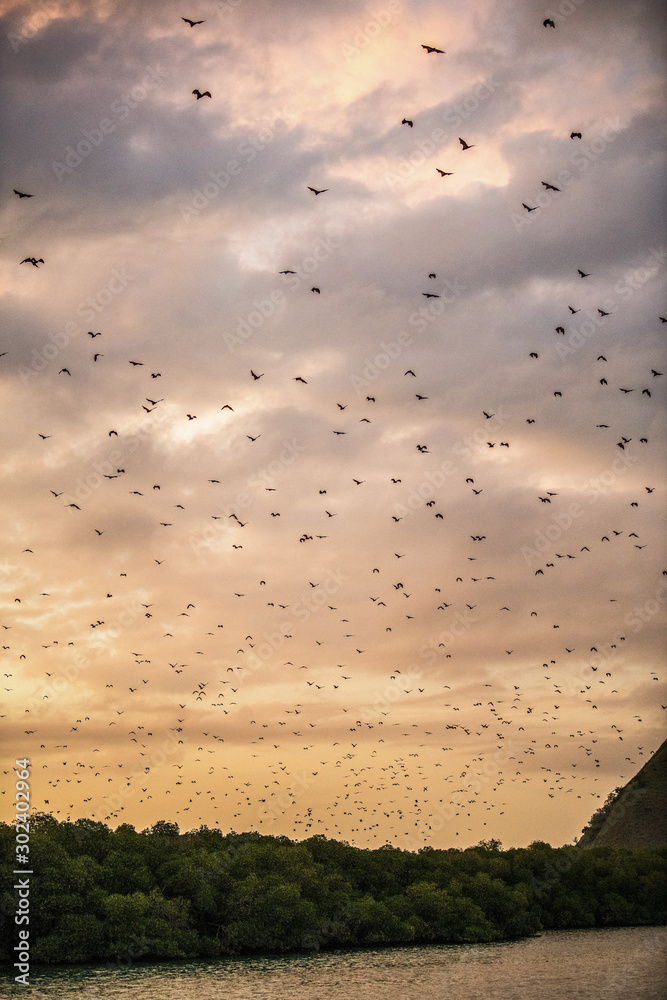 A flock of fruit bats in the sunset sky. The small flying fox, island ...