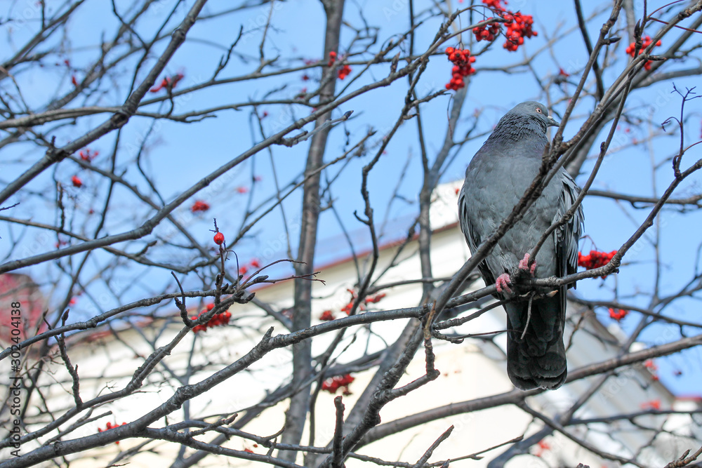 Pigeon sitting in the rowan tree and trying to eat berries. Autumn tree ...