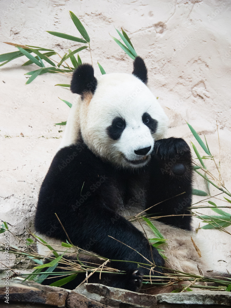Beautiful big white Panda in the zoo. A great white Panda sits and ...