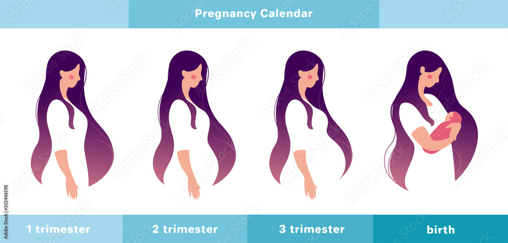 Pregnancy calendar. A pregnant woman in the 1st, 2nd, 3rd trimester of ...