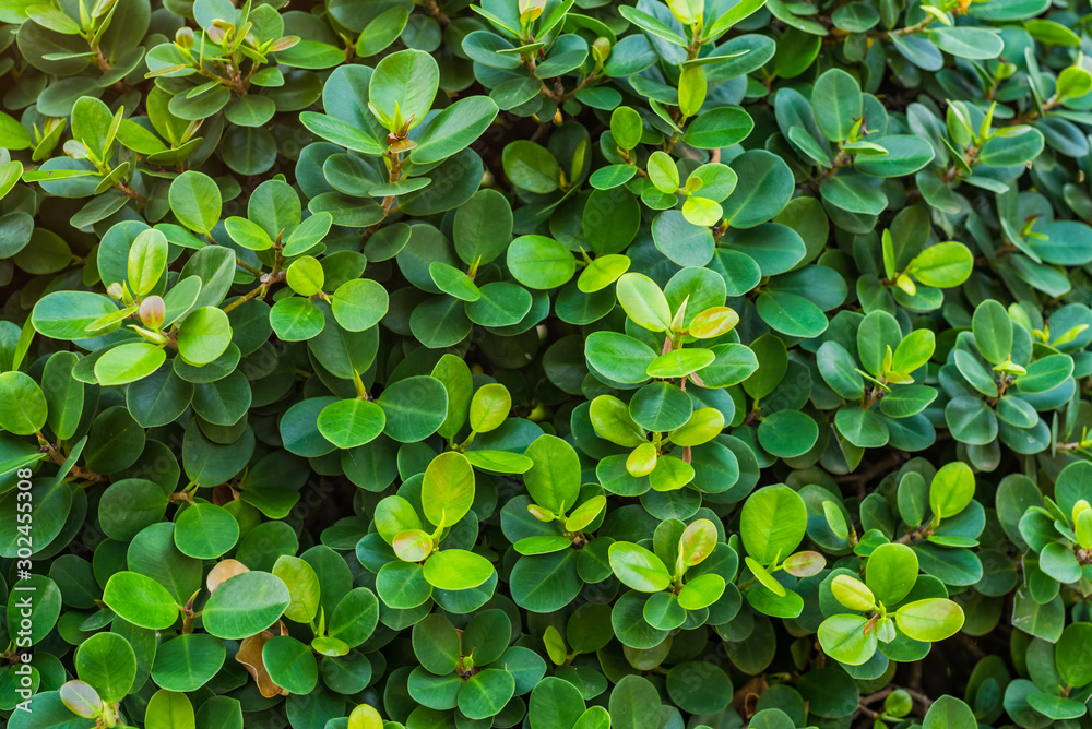 Ficus annulata, Banyan Tree leaf background Stock Photo | Adobe Stock