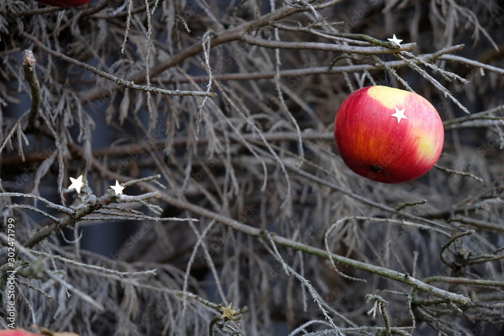 Christmas red apple decorated with a star hanging on the bare branches ...