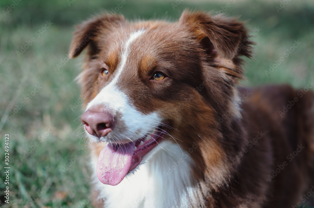 Brown Aussie Dog