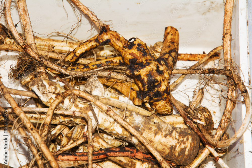 Freshly dug roots of common comfrey Symphytum officinale . This drug ...